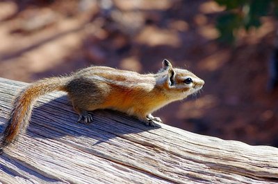 猴子尾巴图片素材-免费可商用-高清下载-快剪辑